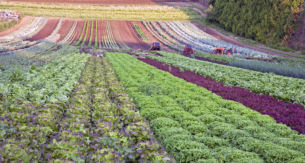 Food to Market Challenge' Spurs Local Food Innovation - The Chicago ...